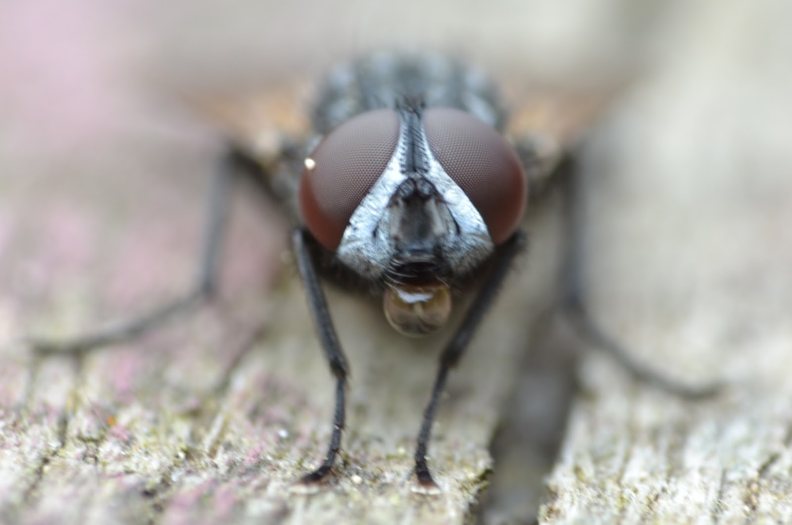 gemachtes und gedachtes