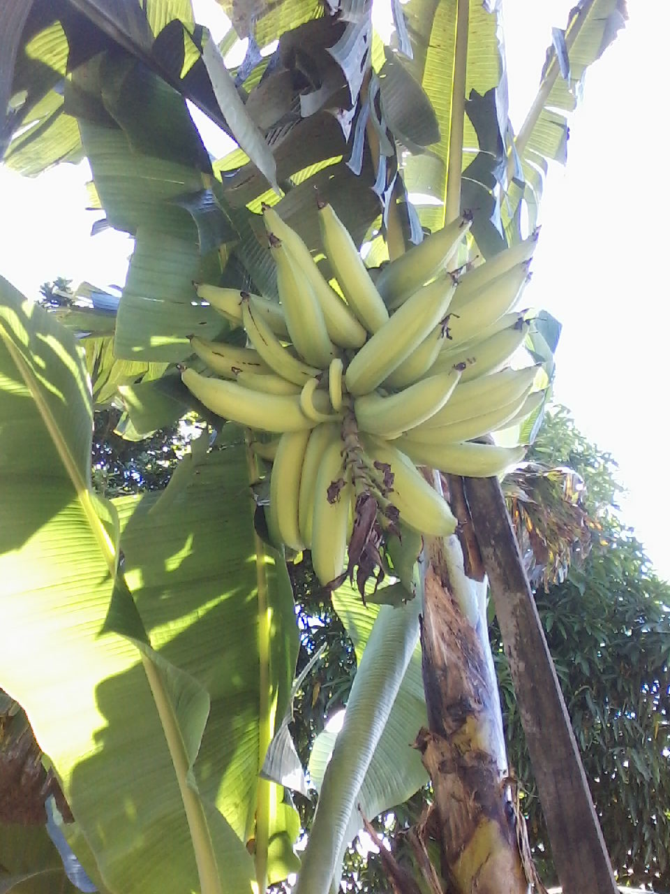 Alegria da Alma : Mamões - Frutos do meu quintal