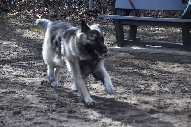 Cooper's Shiloh Shepherd Blog