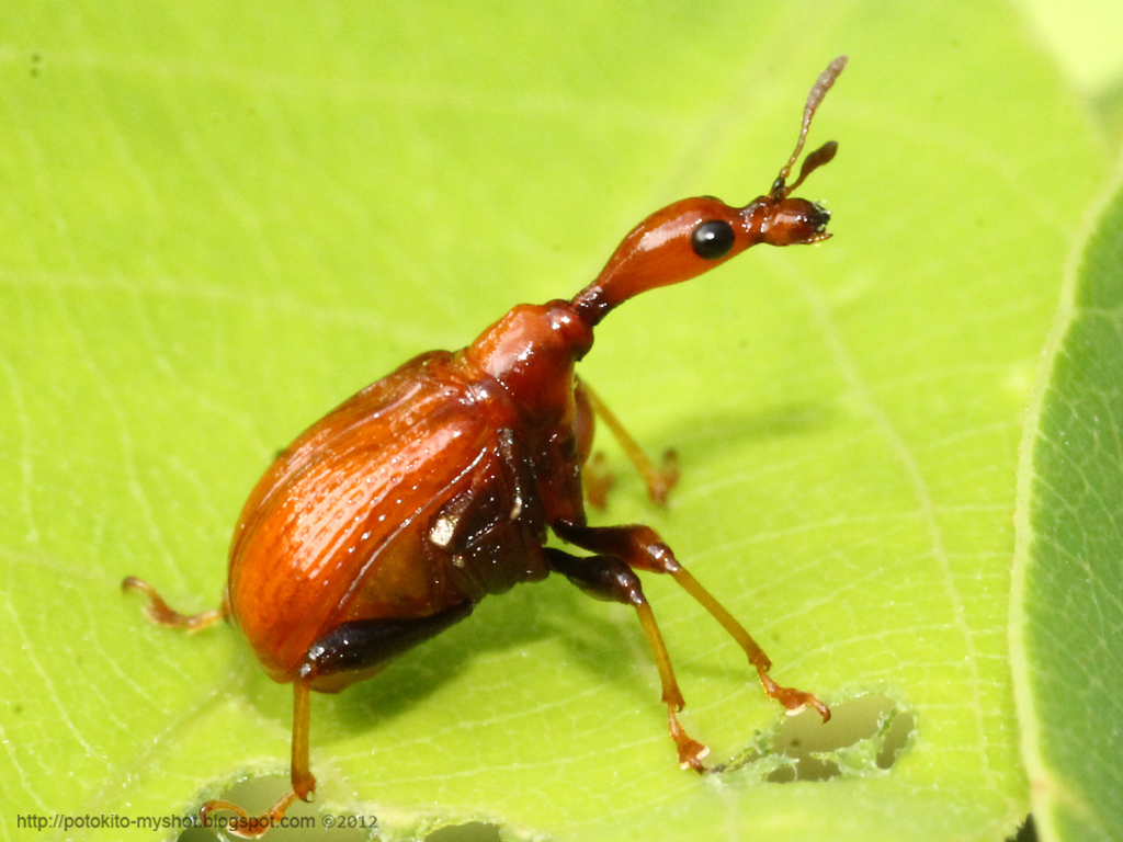 Giraffe Weevil (Paracycnotrachelus sp)