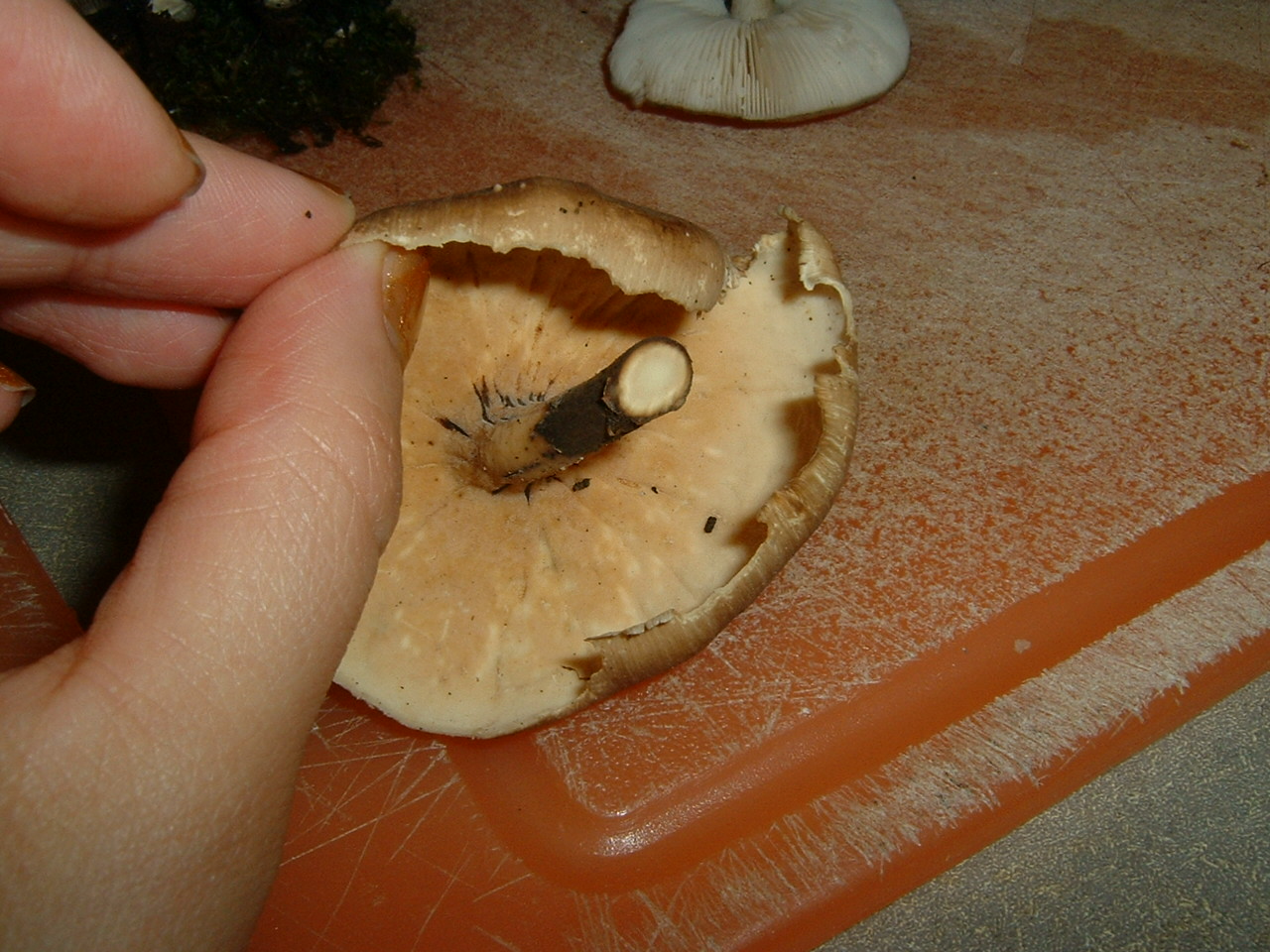 Recipes for Post-Apocalyptic Living: Identifying Mushrooms