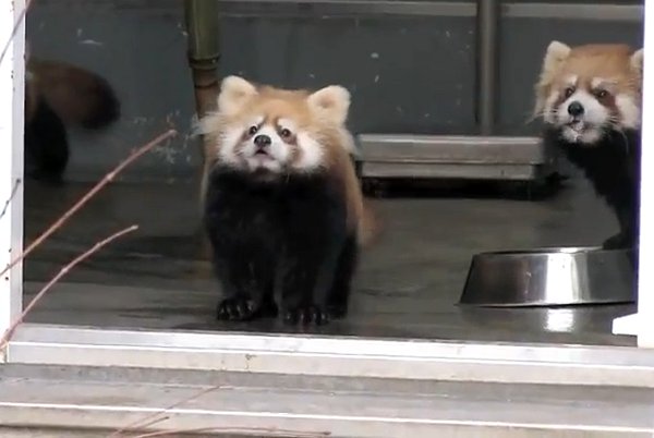 White Wolf : Adorable Baby Red Panda Has the Best Surprise Reaction (Video)