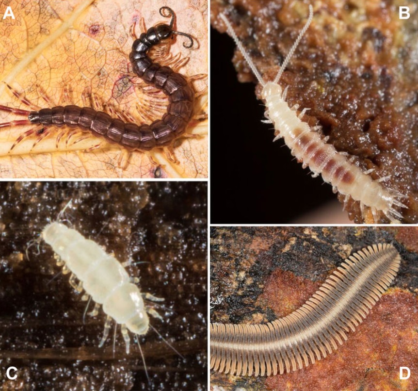 Species New to Science: [Invertebrate • 2018] Phylogenomics Illuminates ...