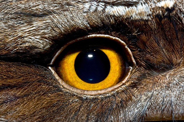50 sombras de Zoe: Reportaje fotográfico sobre ojos de animales, increíble