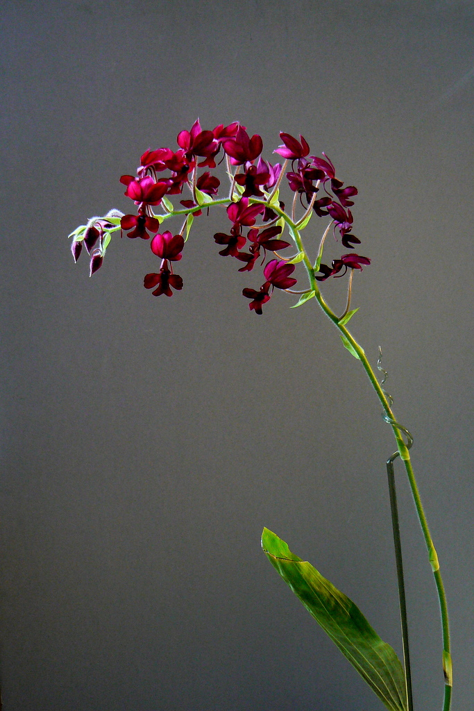 Calanthe rubens care and culture | Travaldo's blog