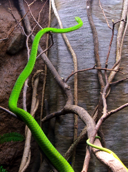 Felicia Follum Photography Blog: Green Boa Constrictor