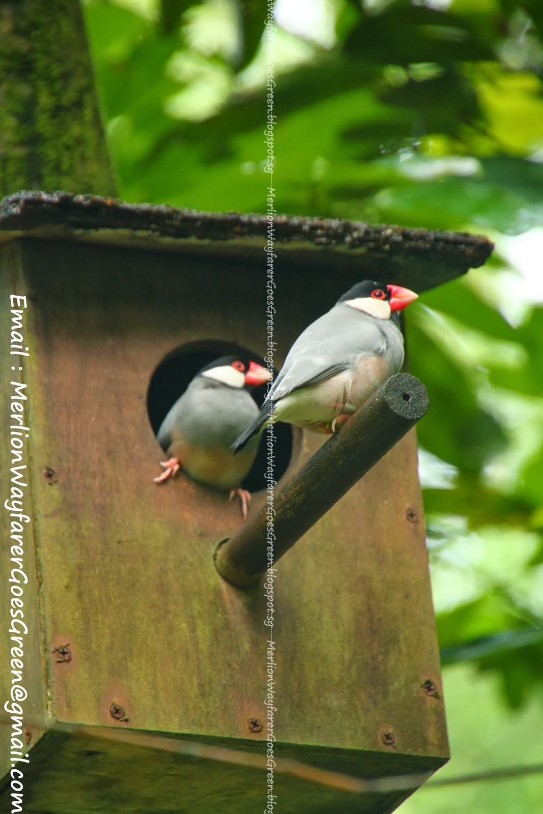 Jurong Bird Park - Southeast Asian Birds Aviary ~ Merlion Wayfarer Goes ...