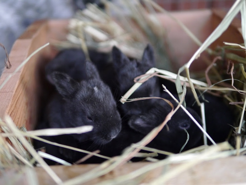 Preventing Nest Box Eye Infections in Baby Rabbits - Backwoods Mama