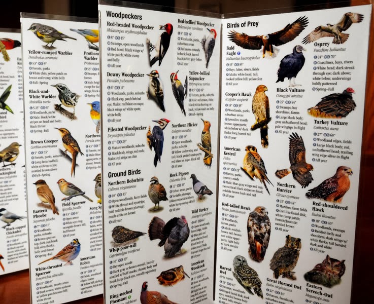 Bird Directory: Birding Guides - Different Types of Birding Guide