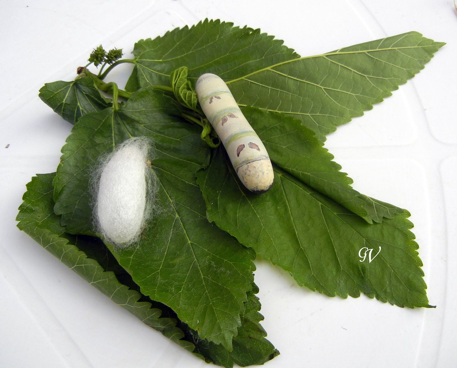 L' albero dei sassi: I bachi da seta