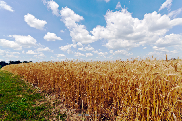 Larry at Larry's Images.com: Bearded Soft Red Winter Wheat