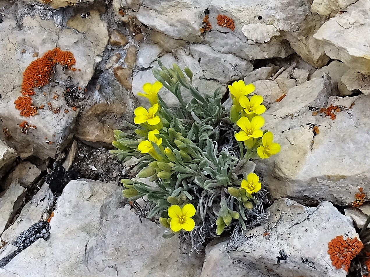 Prairiebreak: An album with a floral few gems from Northwestern Wyoming ...