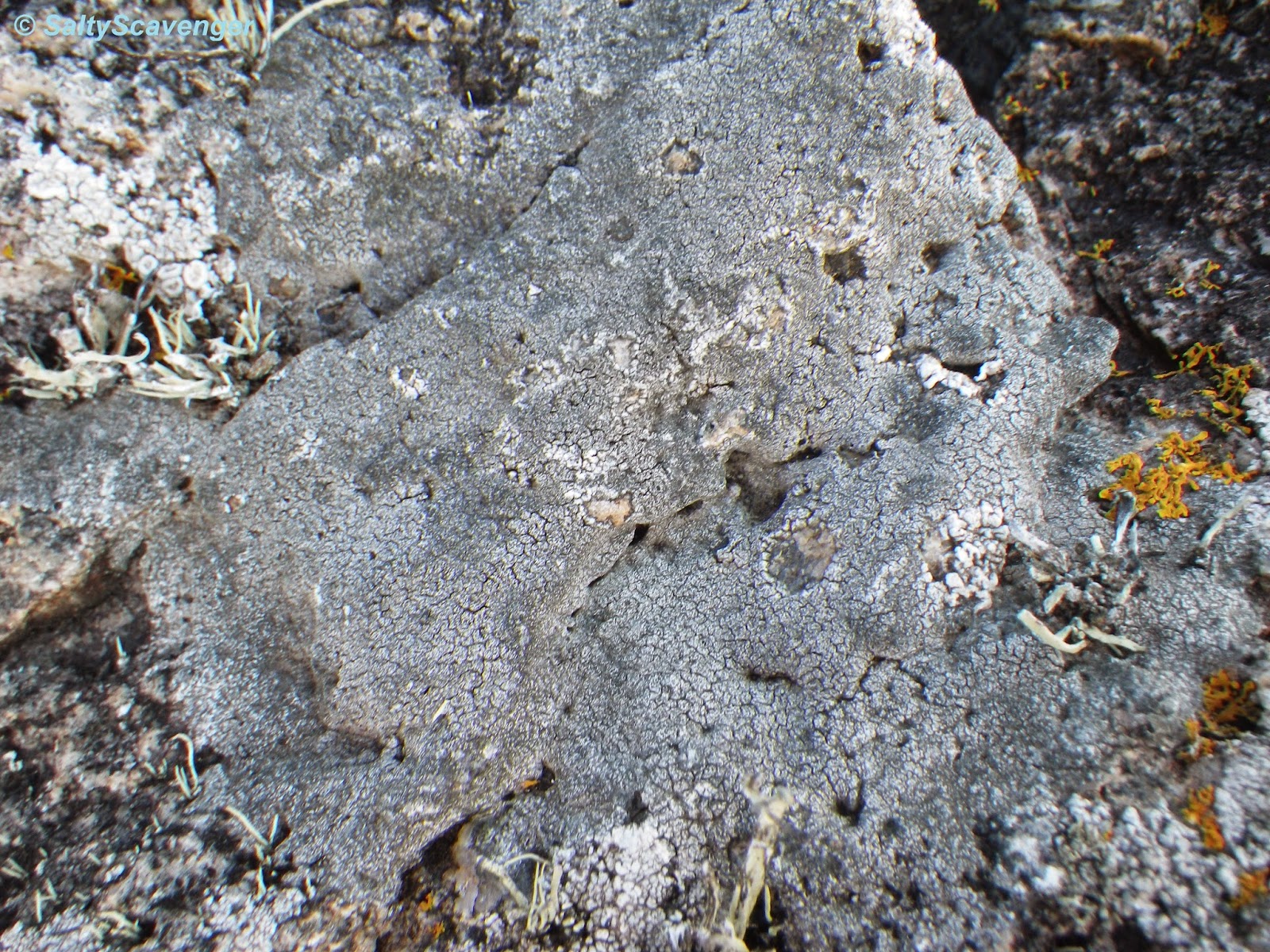 Rock Pooling: Rockpooling destination: Mousehole area, April 2014