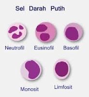 Cara Menaikkan Leukosit Rendah Dengan Cepat | Obat Kuat Laki Laki