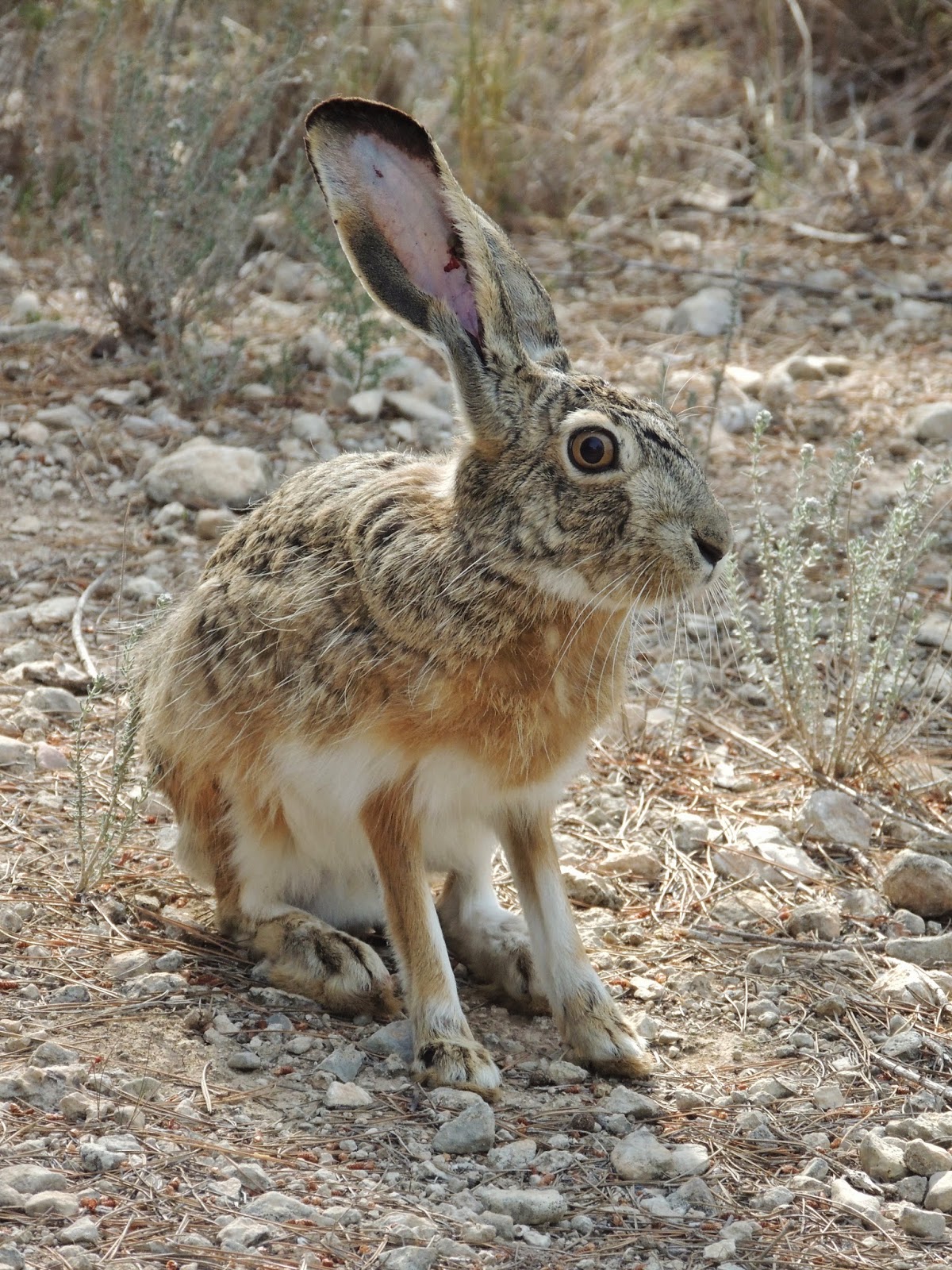 EL MOCHUELO CURIOSO: UNA LIEBRE CONFIADA...?