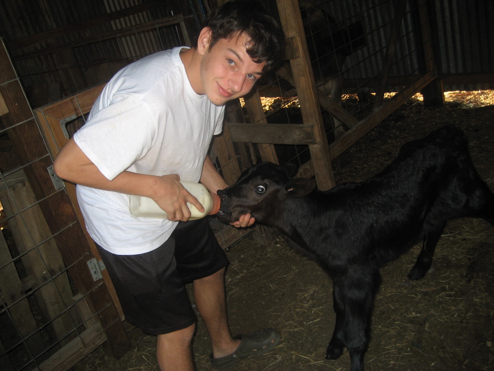 Our Maker's Acres Family Farm: Leaping like calves released from the stall!