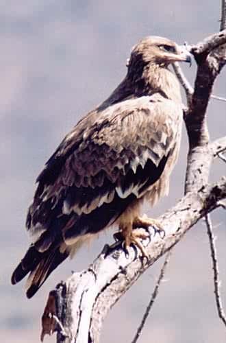 smart_ebook: Burung Elang