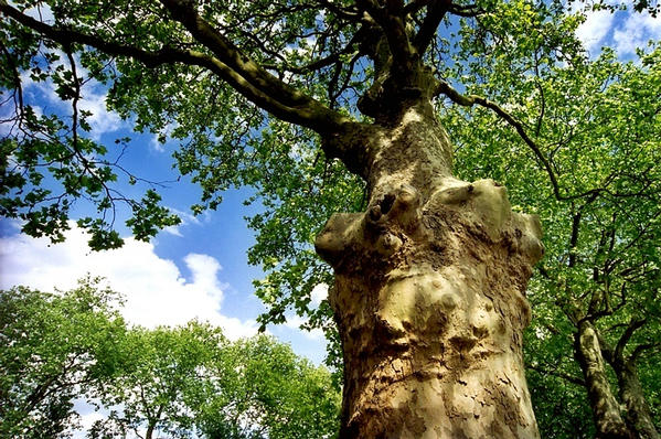 Rapid Iubire Fără Sfârşit: COPACUL