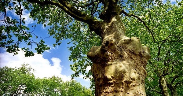 Rapid Iubire Fără Sfârşit: COPACUL