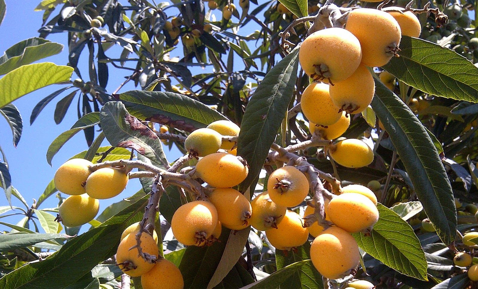 NixPixMix: LOQUAT