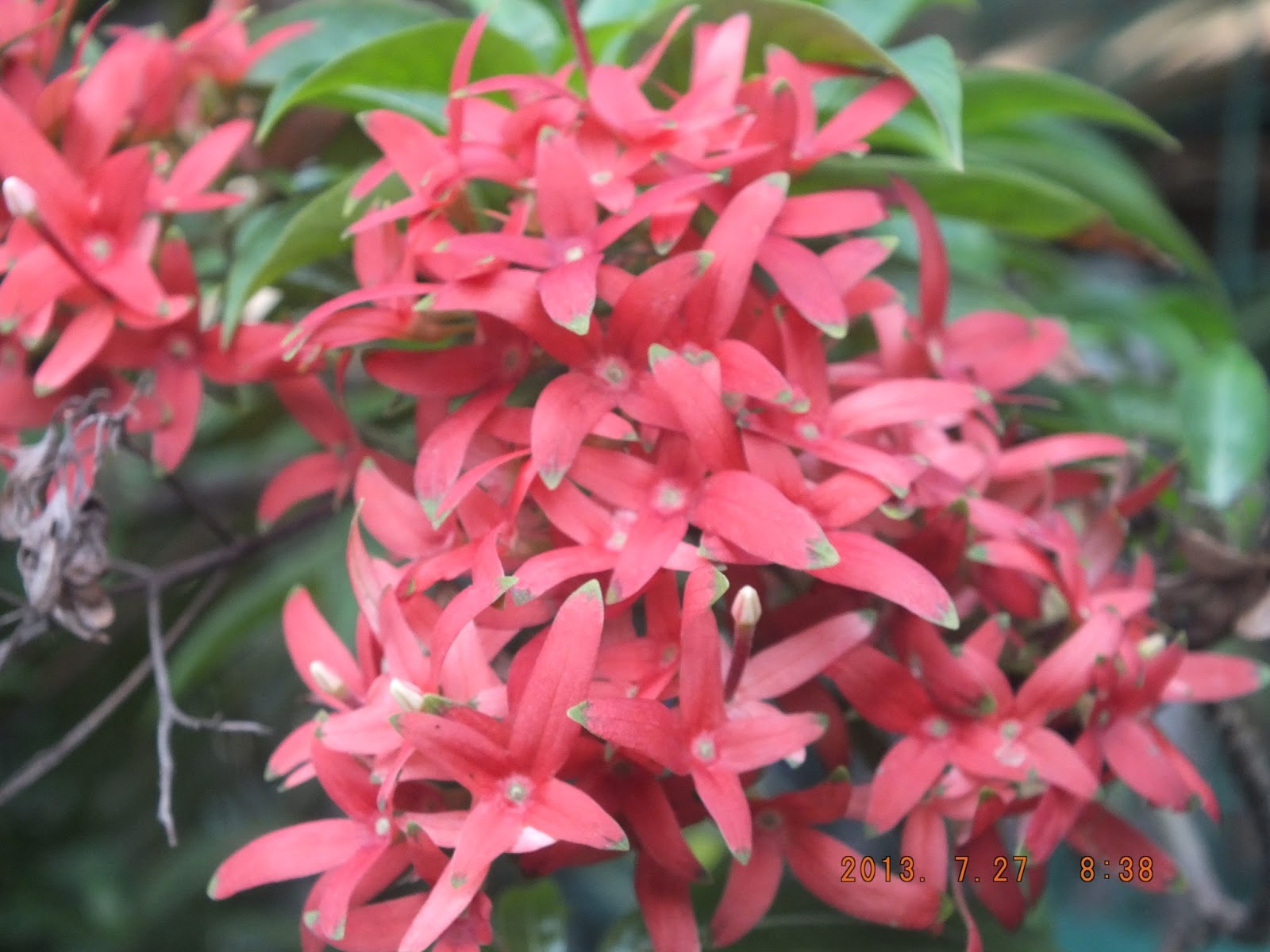 Photography with Dr. Ernie.: Unknown rubias four-petaled santan looking ...