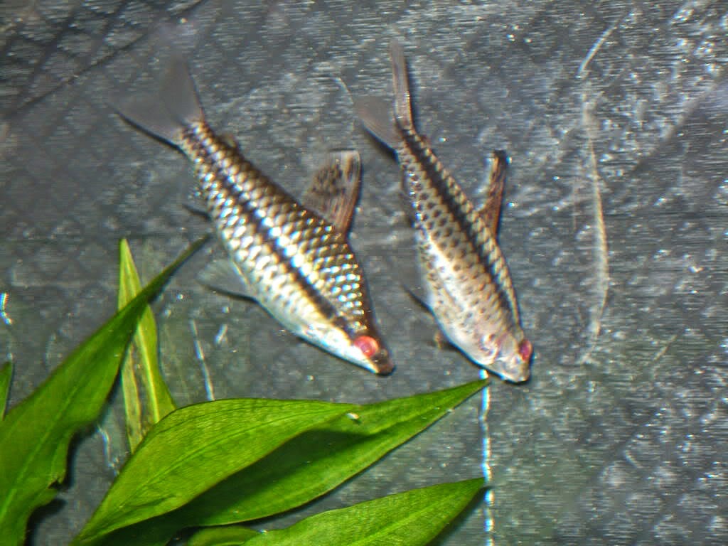 HEADSTANDER FISH photos - wallpapers | the fun bank