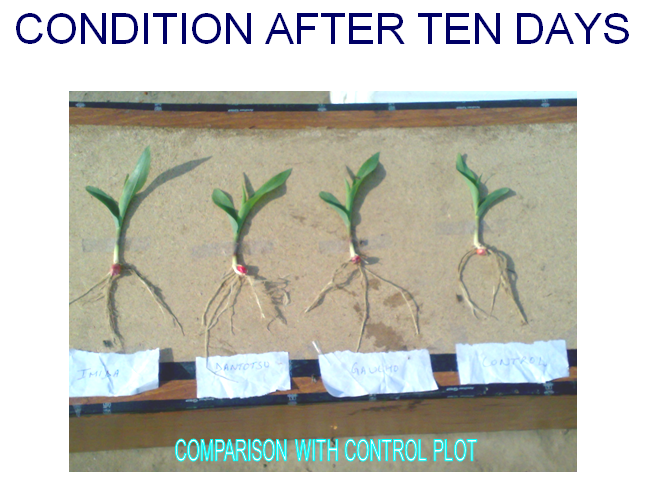 Seed Treatment of Maize: Seed Treatment of Maize