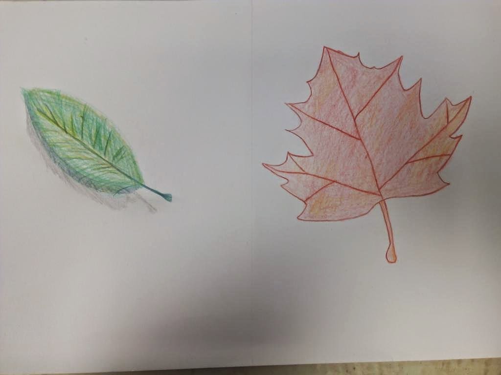 Plástica 4C: Formas Naturales: Hojas