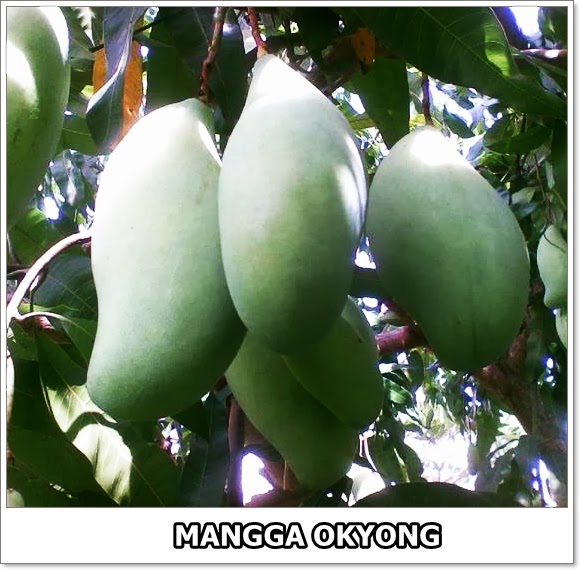 Caraka Purwo Wibisono: Mengenal manfaat dan khasiat buah mangga okyong