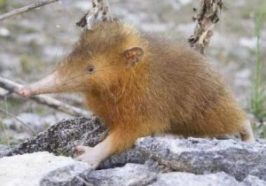 Almiquí de Haití (Solenodon paradoxus)