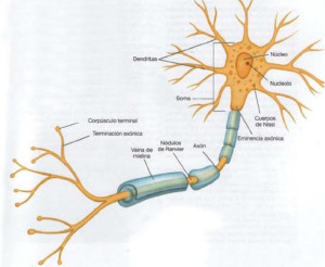 Tareas unam y unadm: ESTRUCTURAS DE LA NEURONA