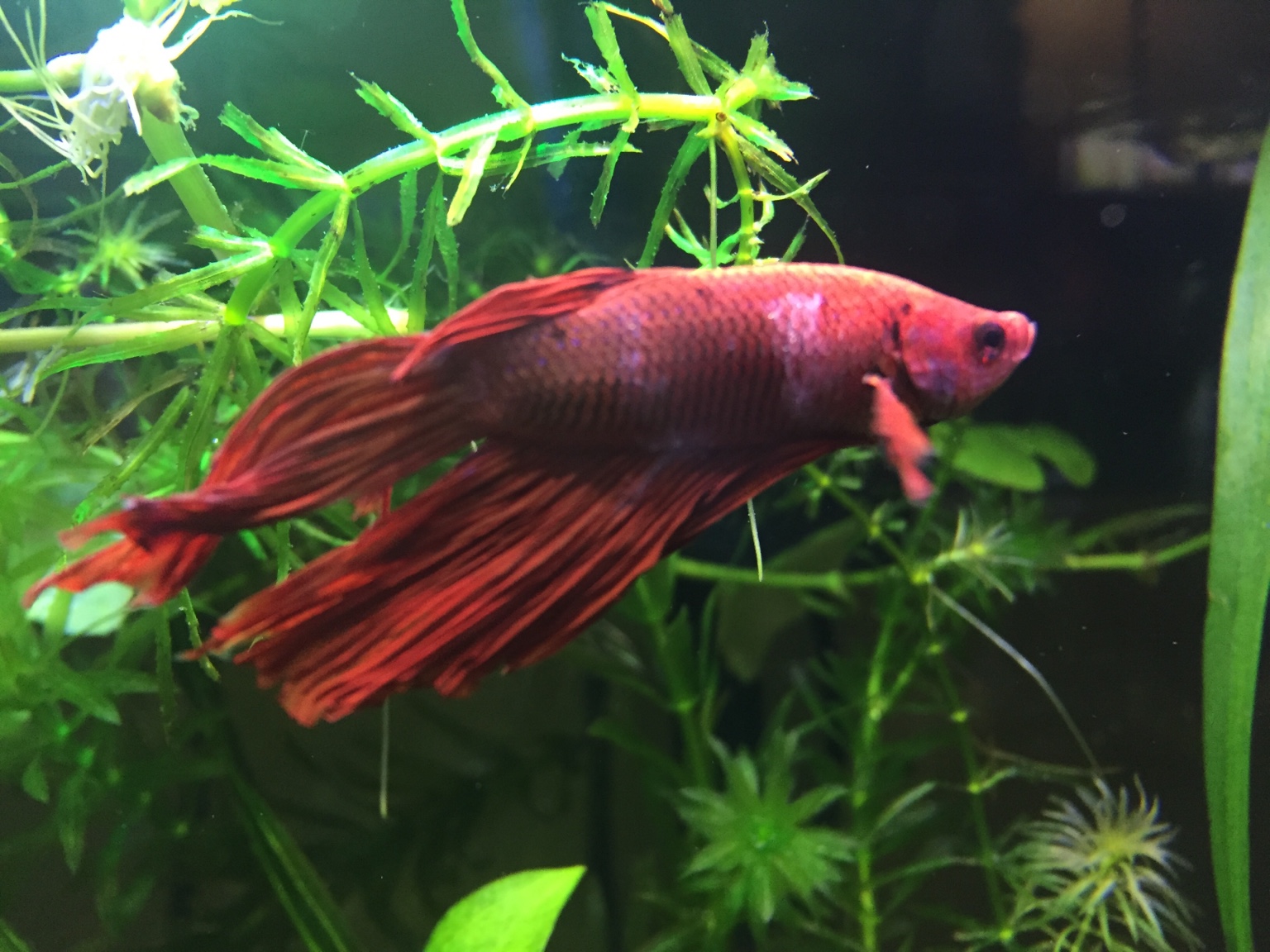 Common Betta Diseases with Symptom, Cause, Treatment and Prevention ...