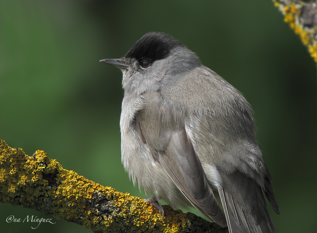 NATURANAFOTOS: Photomix