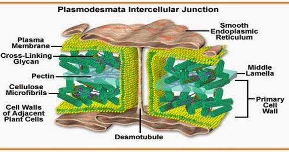 CELL WALL DINDING SEL - Biology Page