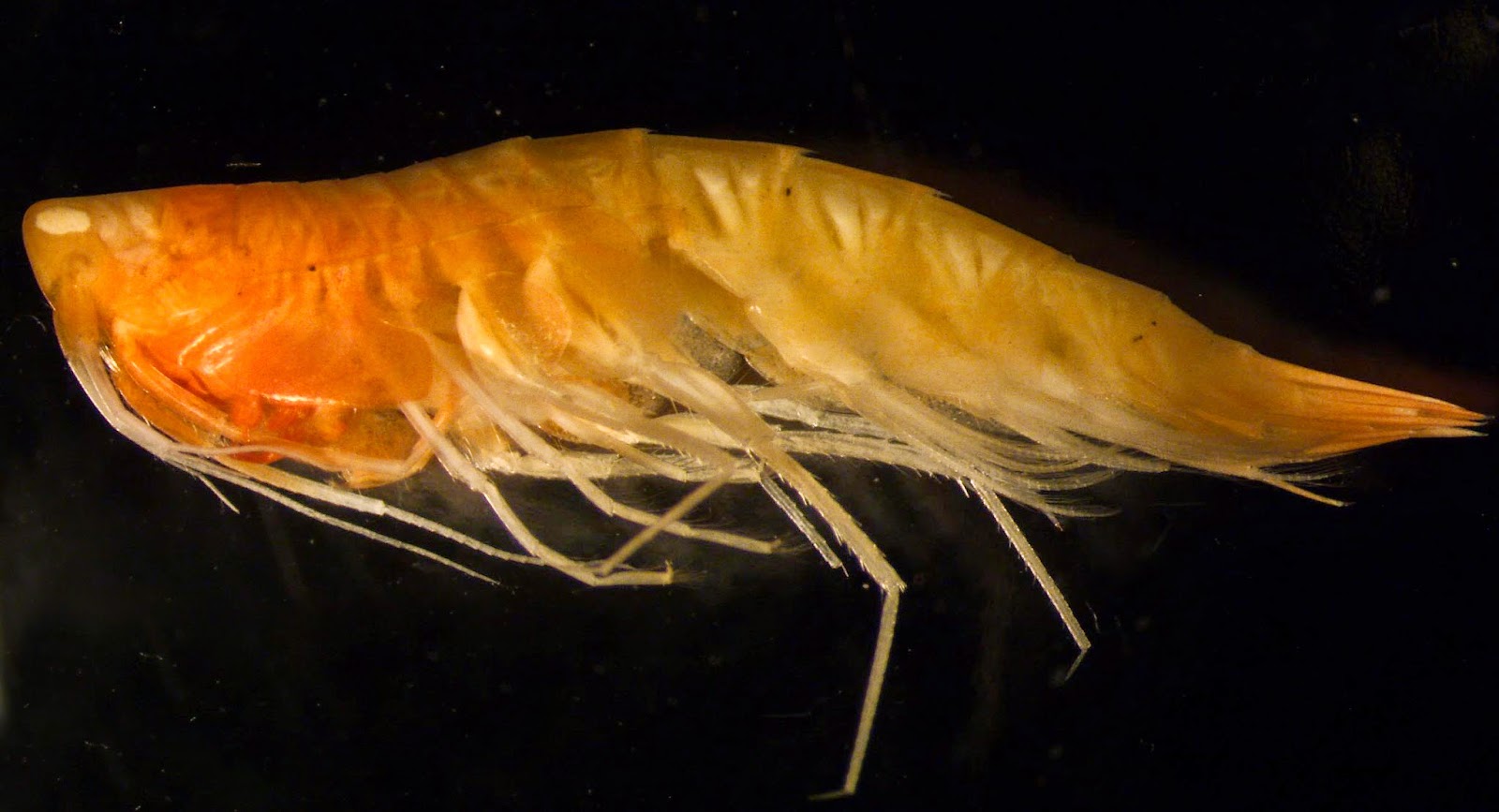 ABYSSLINE: That's one giant sled! The Brenke Sledge