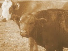 OurCrazyFarm: How to Rebatch Goat's Milk Soap