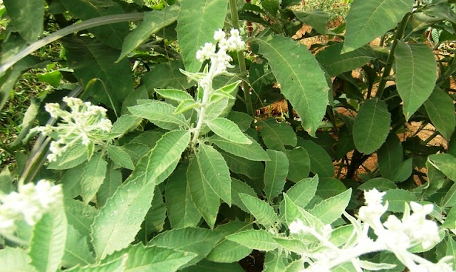 7 Manfaat Daun Sembung Sebagai Obat Tradisional | Manfaat Obat Herbal