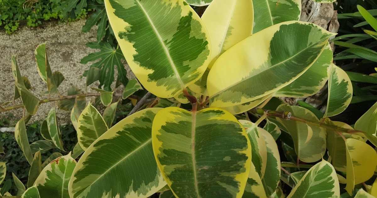 HOW TO GROW FICUS ELASTICA 'VARIEGATA' |The Garden of Eaden