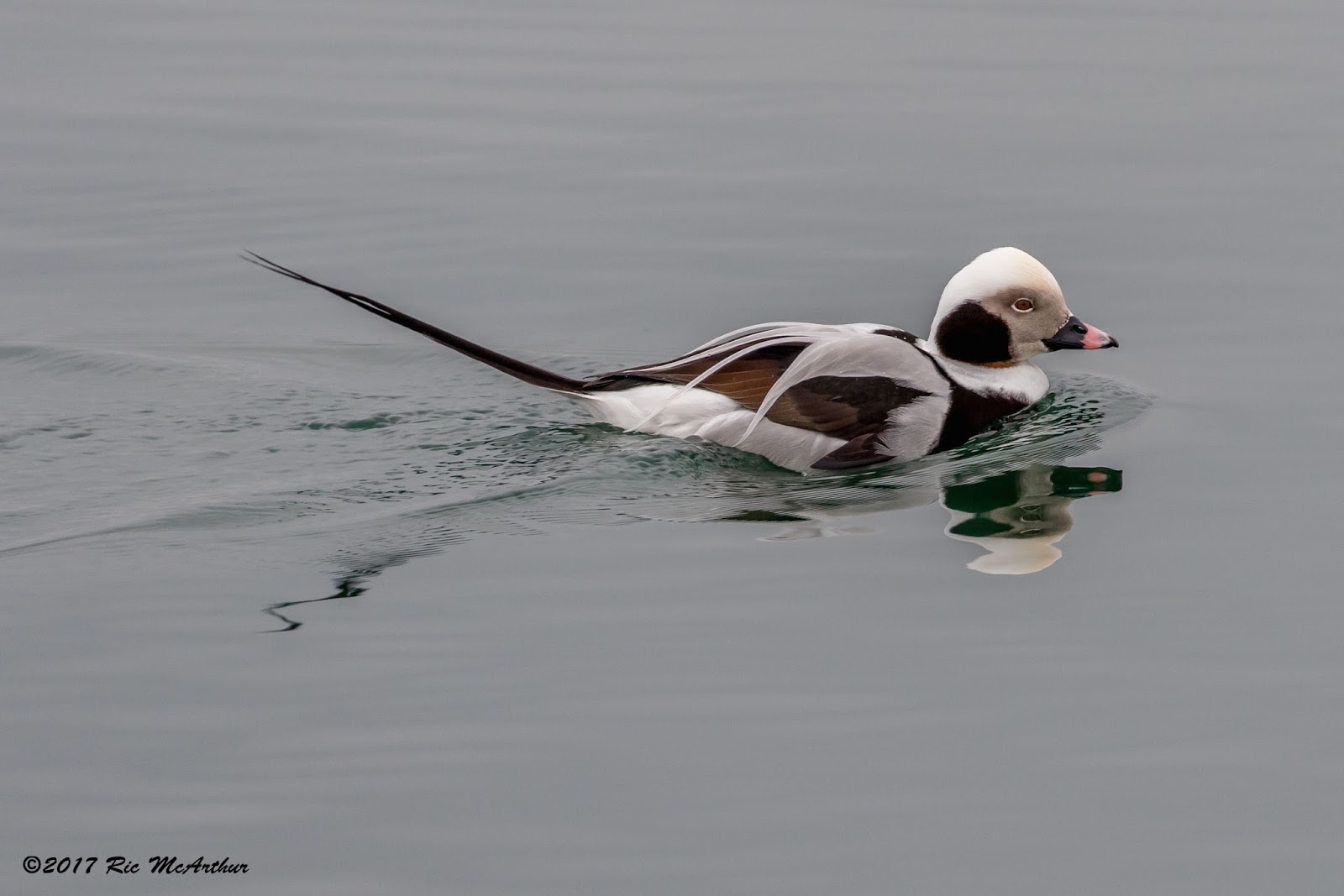 Long-tailed duck.