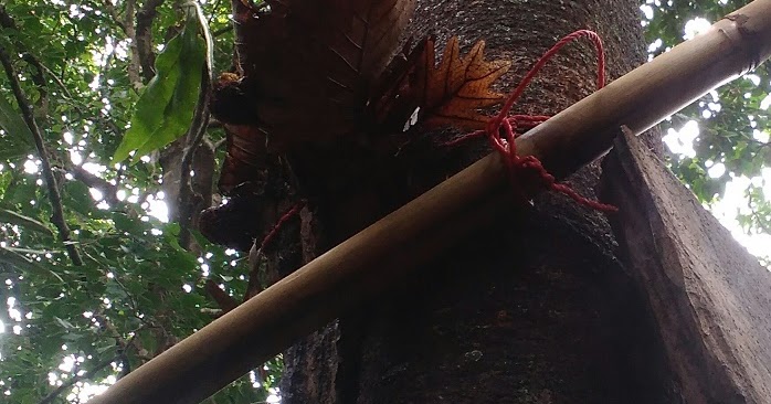 PUCUNG (Pangium edule)