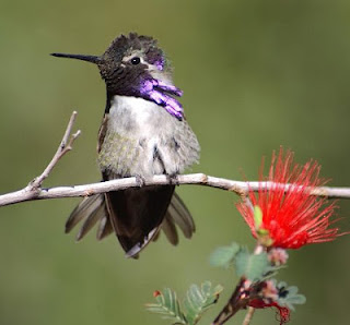 "Bird Poop" of north Texas: This is "goodbye" month for hummingbirds