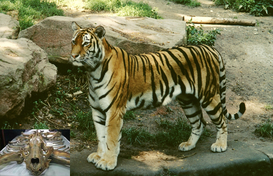 Tiger's bone (Hugu)-Panthera tigris-Os tigris ~ Pharmacognosy | Plants ...