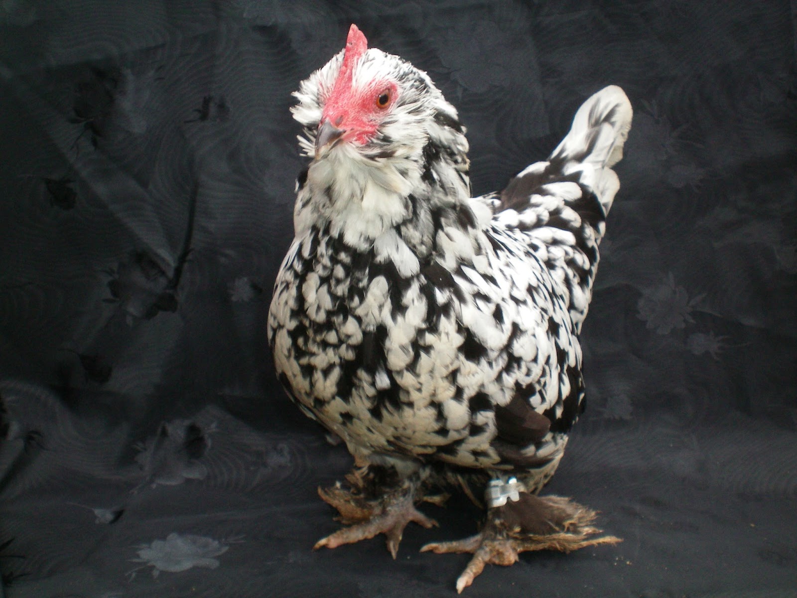 Just Chickens...: My Black Mottled D'uccle Project
