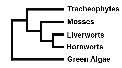 Moss Plants and More: August 2011