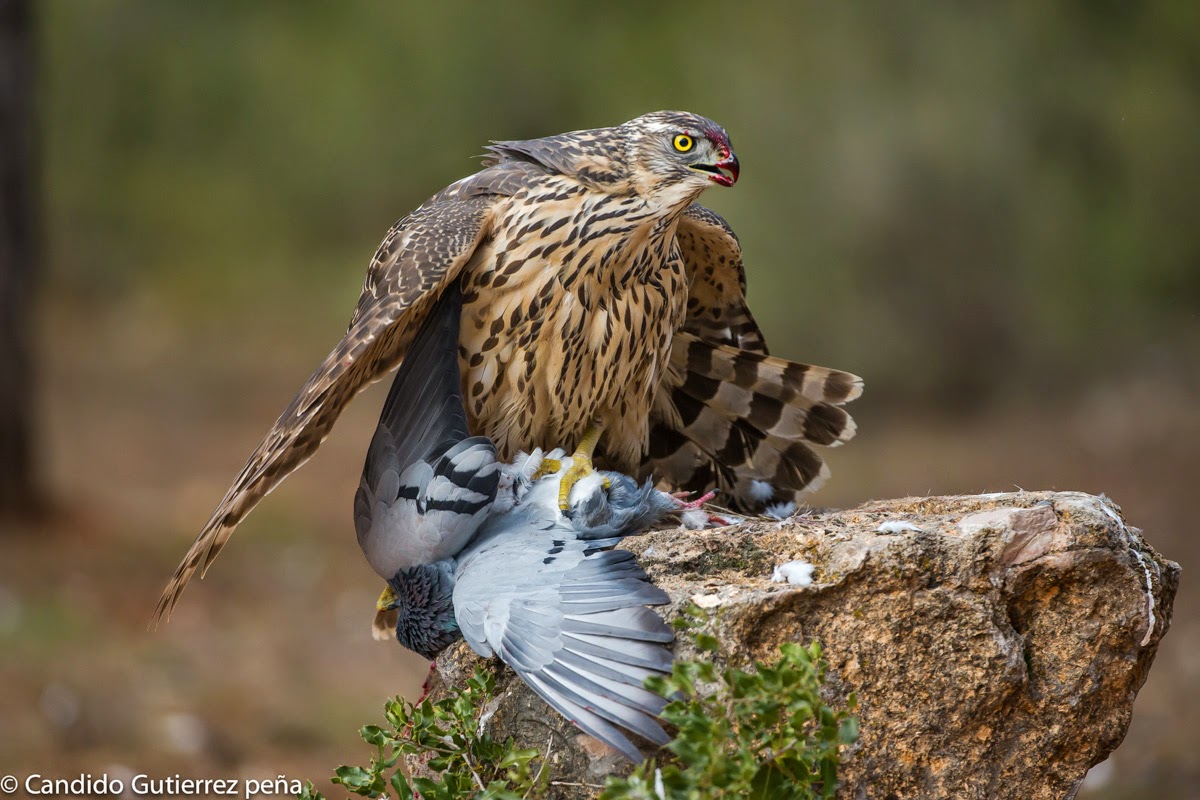 AZOR COMUN-Accipiter gentilis | Observatorio de la Naturaleza