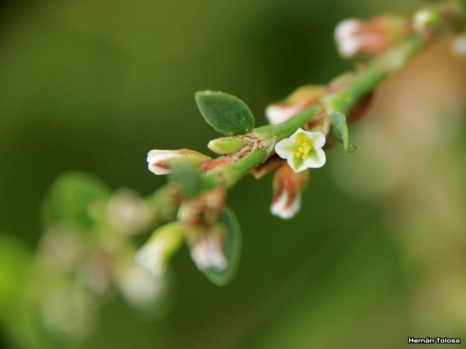 Flora Bonaerense: Centinodia (Polygonum aviculare)
