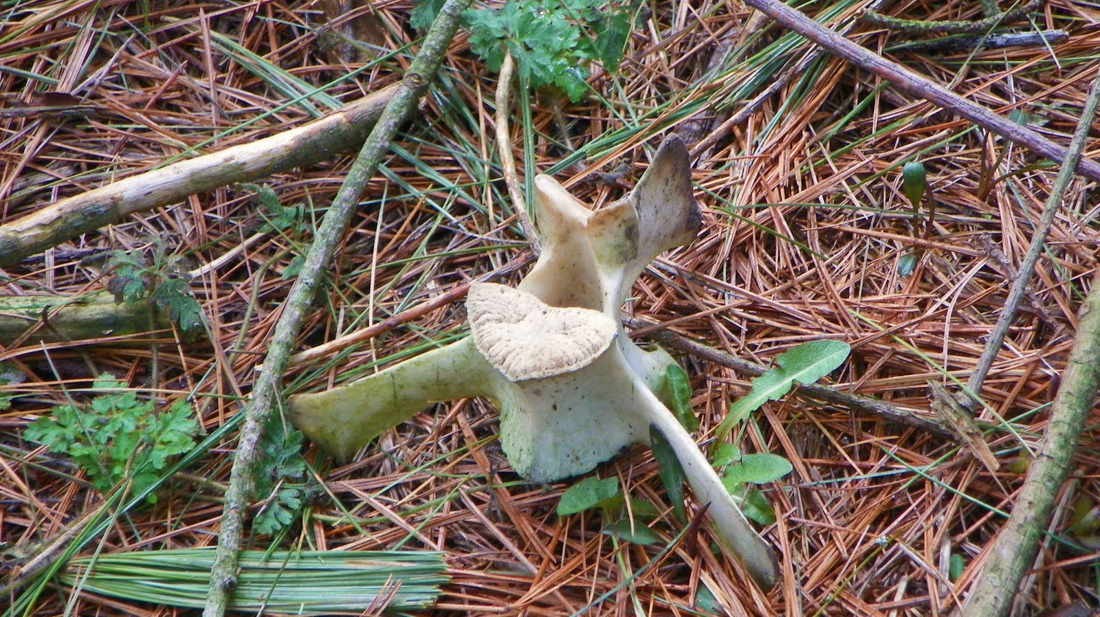 Timothy's Nature Photography www.facebook.com/ellistimphotography: Deer ...