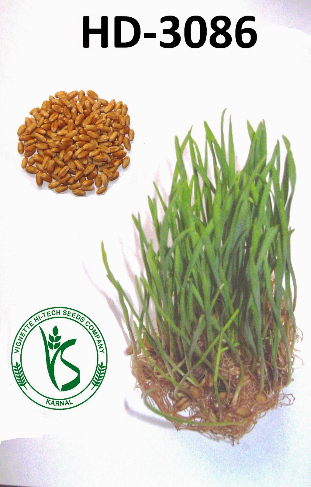 VIGNETTE HI-TECH SEED KARNAL