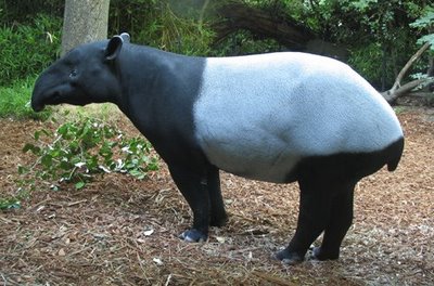Universo Animal: El tapir