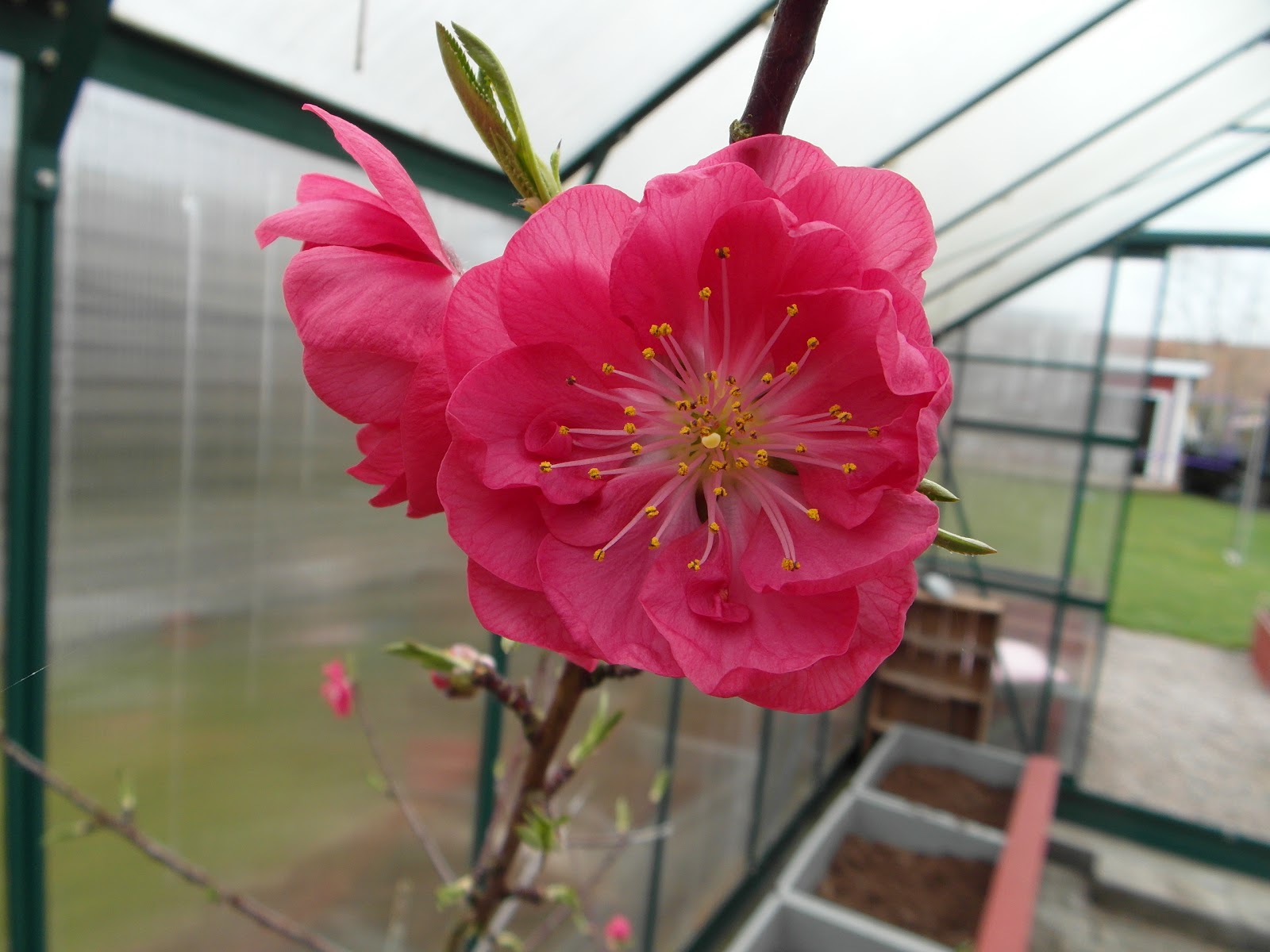 Blommor i fönstret: Persikoträd!